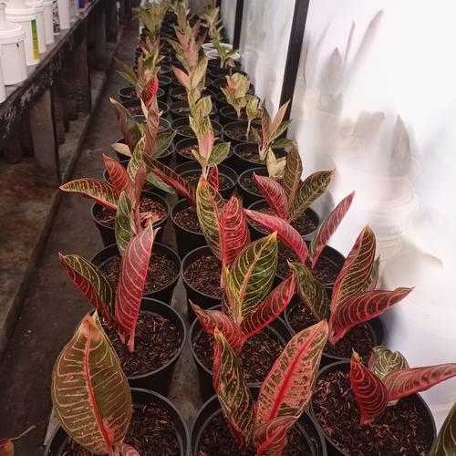 Jual Aglaonema Red sumatra | Pride Of Sumatra | POS | Anak 2-3 daun ...