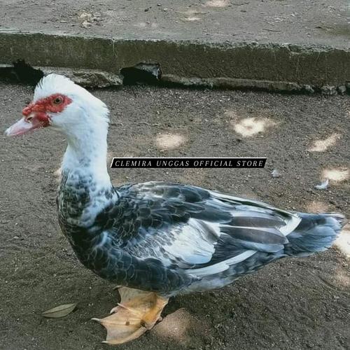 Jual Mentog Rambon Jantan - Entog Rambon Jantan - Mentog Hias - Entog ...