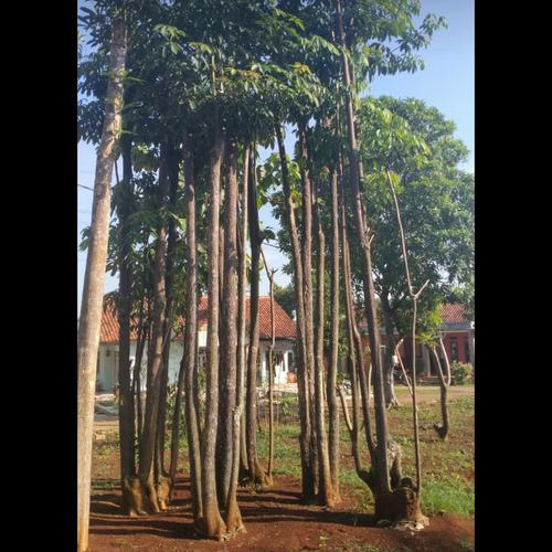 Jual pohon pule pulai - Kota Depok - Ardaflora | Tokopedia