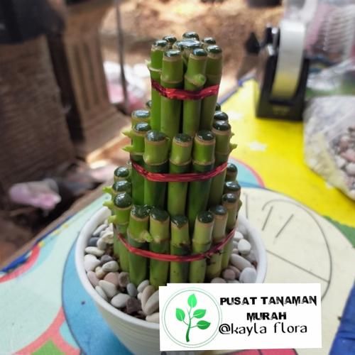 Promo tanaman hias bambu hoki plus pot/tanaman air/tanaman indoor/bambu ...