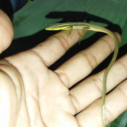 Jual Kadal~Kadal Rumput-Grass Lizard-Asian Grass Lizard - Kab ...