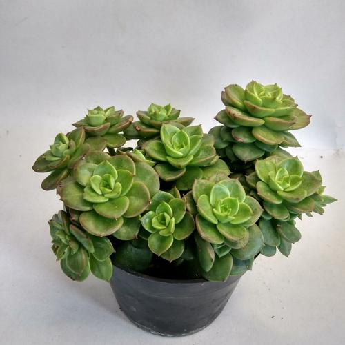Jual Tanaman Sukulen Sedervia letizia cluster | Sukulen besar | sekulen ...