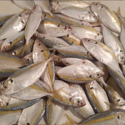 Jual ikan selar fresh dan segar 500gr - Jakarta Barat - Sumber Laut ...