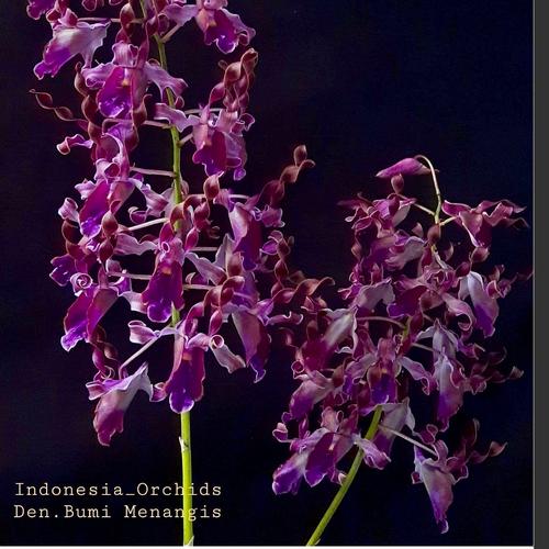 Jual anggrek dendrobium bumi menangis dewasa bukan anggrek hitam - Kota ...
