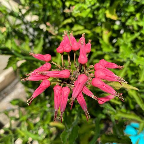 Jual bibit bunga cucak rowo merah variegata original - Kab. Kediri ...