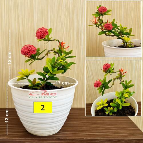Jual Tanaman Hias Bonsai Bonsae Mame Soka Mini Asoka Jepang Ixora Merah 003 - Merah - Kota Depok ...