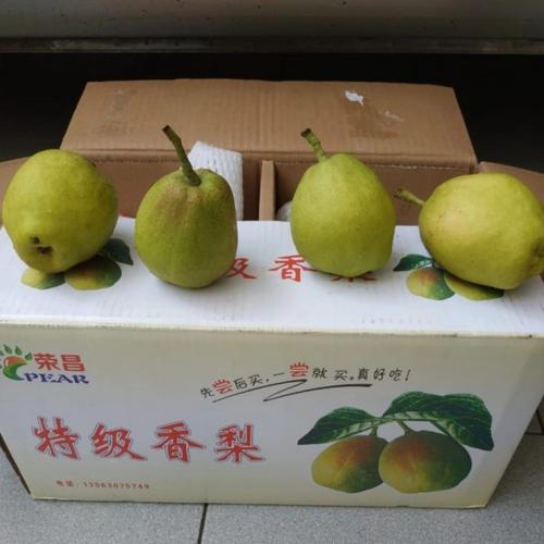 Jual BUAH PEAR XIANG LI PIR XIANGLI FRESH 1 DUS - Kota Bandung - Kaiku ...