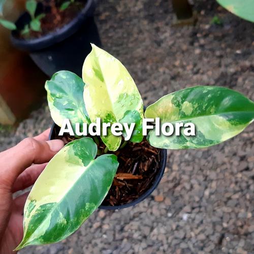 Promo Tanaman Hias Philodendron Brekele varigata - Burlemarx Varigata ...