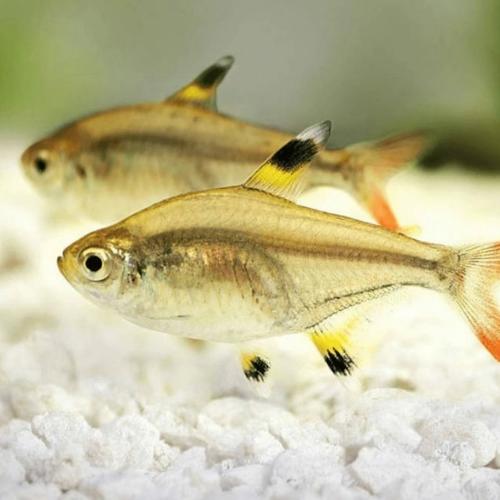 Jual ( Grab atau Gojek Only) hiasan aquarium ikan x ray ikan transparan ...