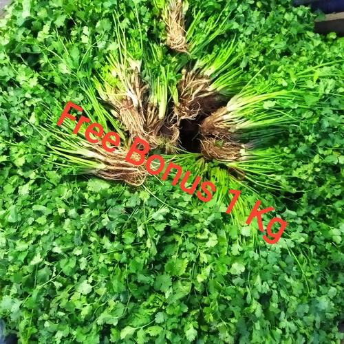 Jual Daun Ketumbar | Wangsui | Coriander + Gratis bonus - Jakarta Barat ...