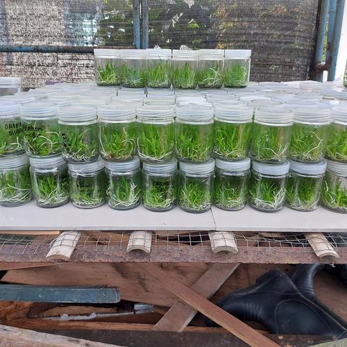 Jual Bibit Botolan Anggrek Dendrobium - Kota Depok - Aletta Nursery ...