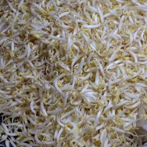 Jual toge segar dan fresh 500gr - Jakarta Barat - Sumber Laut Fresh ...