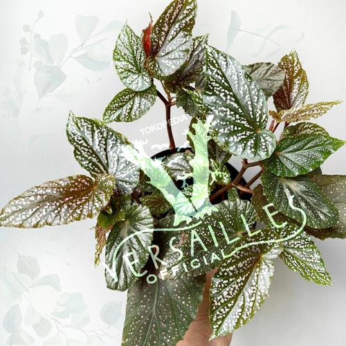 Jual Tanaman Hias Bunga Begonia Rex Slavion Wing Cantik Plant Premium ...