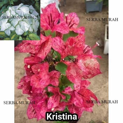 Jual Tanaman Bougenville Bugenvile Bibit Bogenfil Kristina