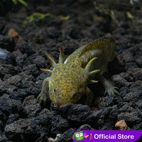 Jual Axolotl Tiger / Marble Dogfish Salamander Walking Fish - Size ± ...