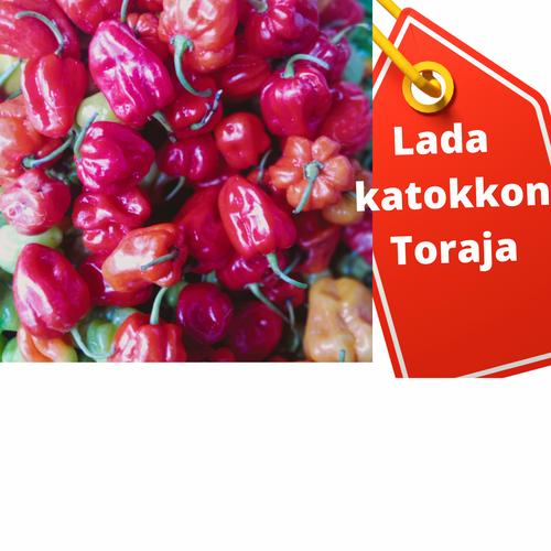 Jual Toraja Lada Katokkon Cabe Pedas Khas Toraja 1kg - Kab. Toraja ...