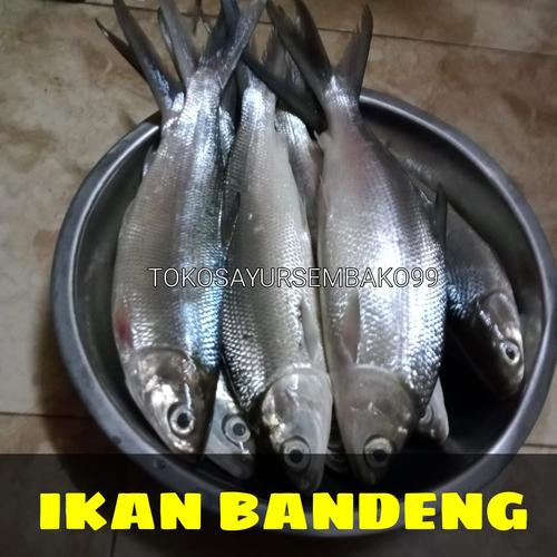 Jual Ikan Bandeng Segar Fresh 1 Ekor Surabaya - 1ekor UK.sedang - Kota ...
