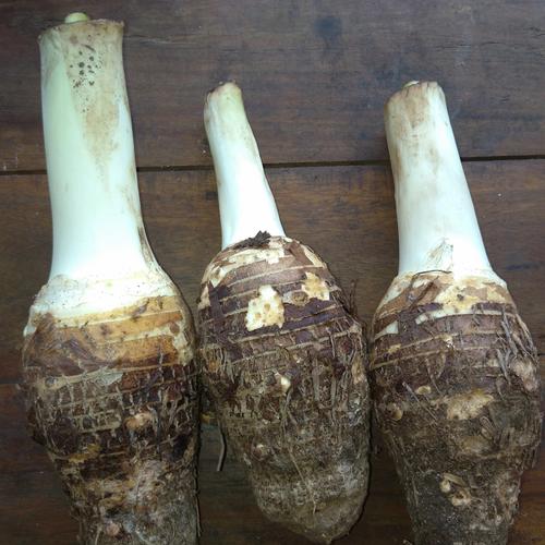 Jual Umbi Talas Bentoel segar - Kota Malang - PakTanii | Tokopedia