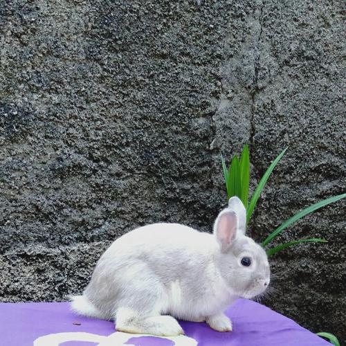 Jual Kelinci mini Netherland Dwarf-ND jantan dewasa (1). - Kota Depok ...