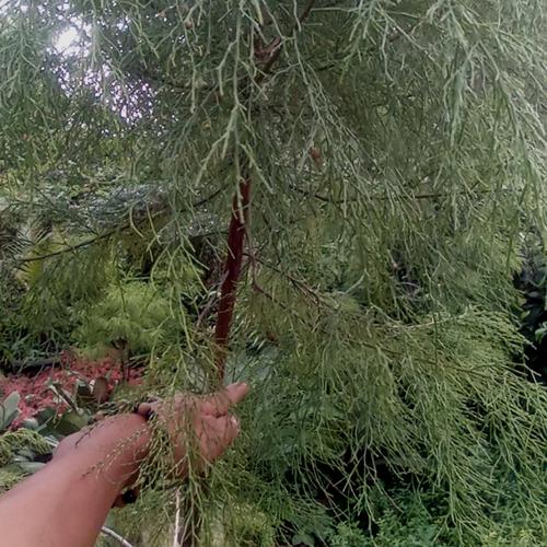 Jual pohon cemara balon tinggi 2 meter - Kab. Bogor - KARYA PESONA ...