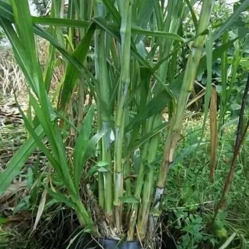 Jual Bibit rumput pakcong pakan sapi 1 kg gratis bibit sereh wangi ...