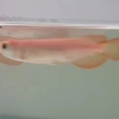 Jual Anakan Ikan Arwana Super Red Lengkap Sertifikat dan Chip - Kota ...