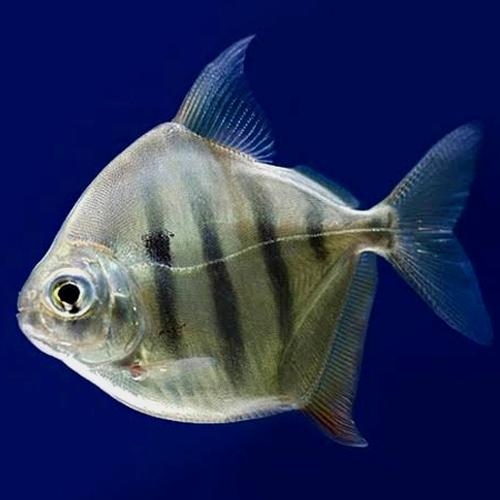 Jual IKAN HIAS METYNNIS FASCIATUS DOLLAR - Jakarta Barat - Mars ...