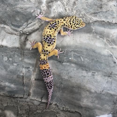 Jual Leopard Gecko Mack snow Eclipse het Murphy Tremper (Ember ...