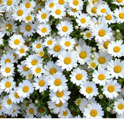 Jual bunga daisy fresh cantik / bunga tangkai - Jakarta Barat - Mikasa ...