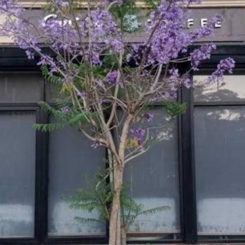 Jual pohon pelindung /peneduh pohon jakaranda bunga ungu jacaranda - Kab. Bogor - Taman Hias AL ...