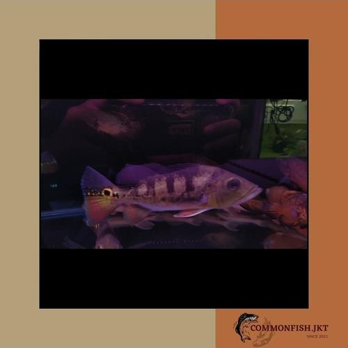 Jual peacock bass monoculus pbass mono good marking size 20-22cm ...