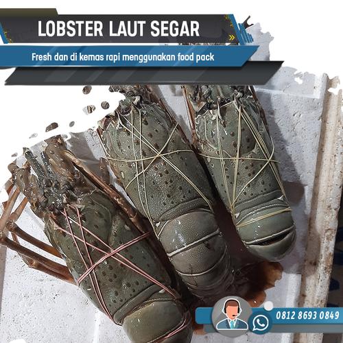 Jual Lobster Laut Besar 1Kg 250-350 Gram/Lobster Pasir/Lobster Laut ...