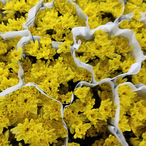 Jual Bunga Krisan Spray Fresh - Marron - Jakarta Barat - Jaws Florist ...