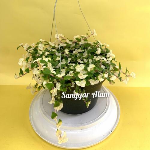 Jual tanaman hias janda merana / tanaman hias indoor janda merana ...