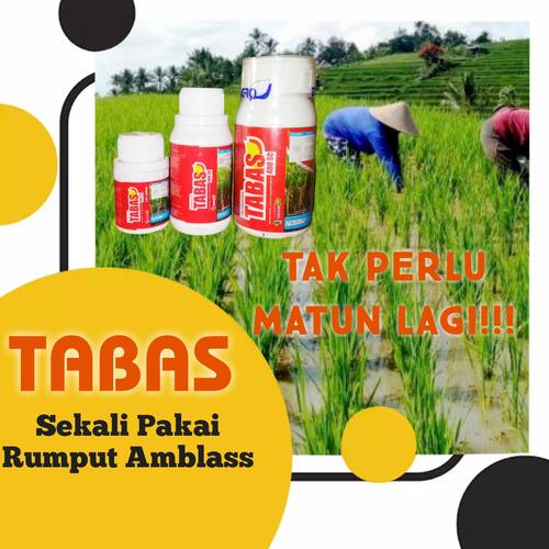 Jual TABAS Herbisida selektif padi 50 ml / obat rumput/rumput padi ...