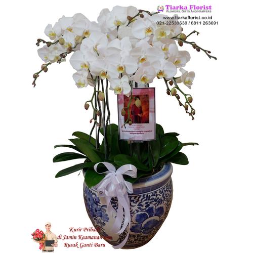 Jual rangkaian anggrek bulan pot keramik besar / anggrek bulan / bunga ...