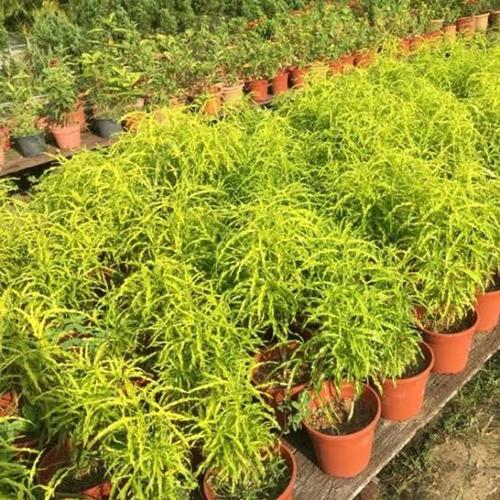 Jual tanaman hias brokoli kuning / golden false aralia - Kota Batu ...