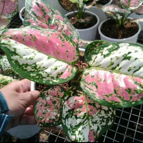 Jual Aglonema Three Colour Asli Tri Color Daun Besar Bukan Bibitan ...