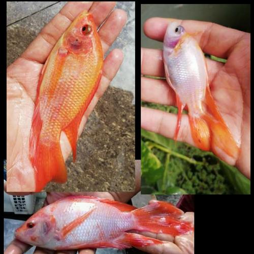 Jual Ikan Nila Merah Slayer (Kumpay) - Kab. Tasikmalaya - Gabor Farm ...