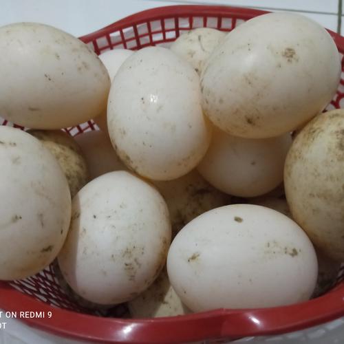 Jual telur entok rambon fertil - Kota Depok - Alam Kebun Herbal | Tokopedia