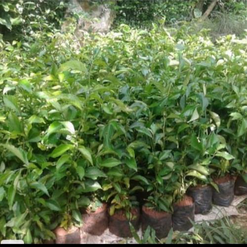 Jual pohon teh tehan pagar tanaman - Kab. Bogor - Alisha taman | Tokopedia