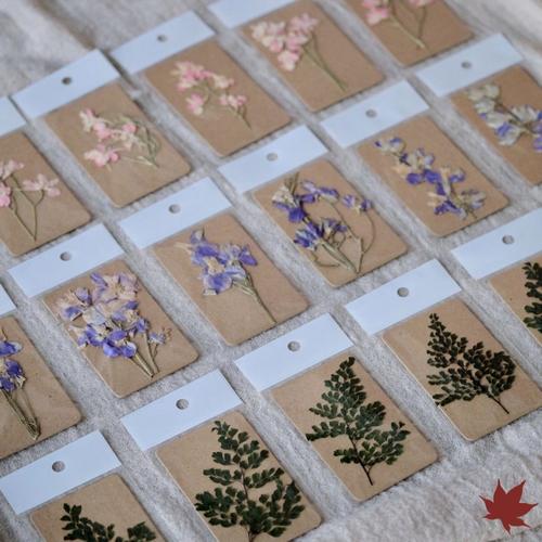 Jual Bunga Kering | Pressed, Preserved, Dried Flower and Foliage - A ...