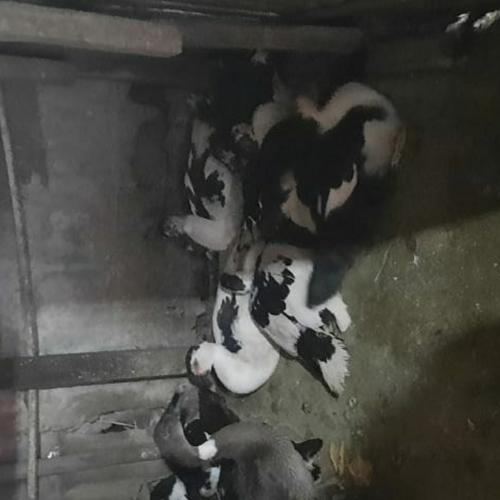 Jual bebek entok hidup 1 ekor/2kg - Jakarta Barat - Pasar Sayur dan ...