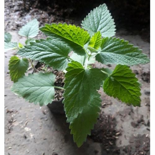 Jual Tanaman Catnip / Catmint - Kota Batu - EL-FLORA | Tokopedia