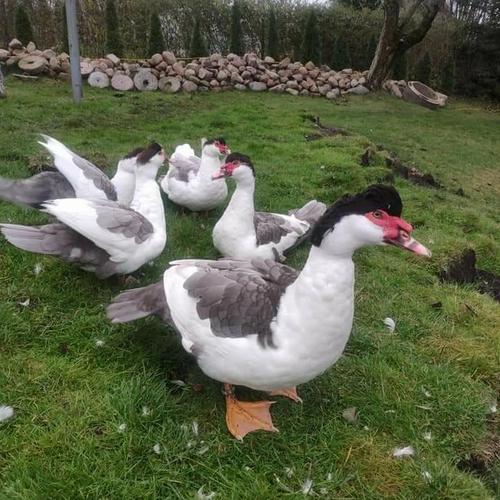 Jual TELUR MENTOK ENTOK HIAS RAMBON JUMBO UNTUK DI TETASKAN - Kab ...