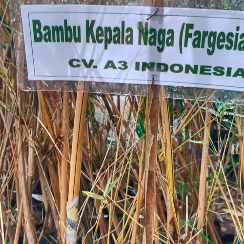 Jual bibit bambu kepala naga - Kota Salatiga - A3 indonesia | Tokopedia