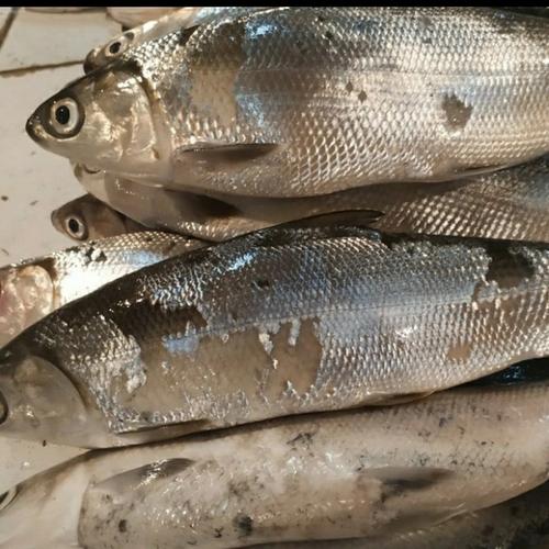 Jual Ikan bandeng segar - 1/2 kg - Kota Bandung - Kios Ikan Segar ...