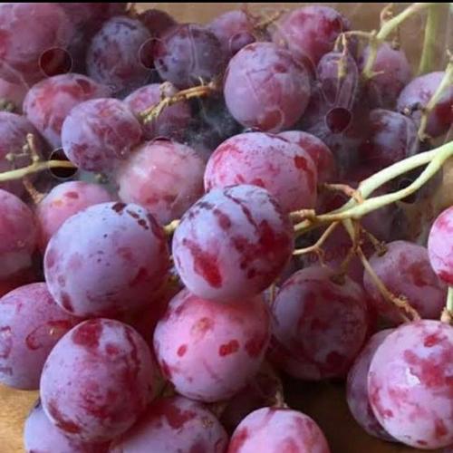 Jual Anggur merah - 1 kg - Kota Bandung - Kios Ikan Segar Bandung ...