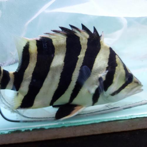Jual Datz Sumatra Cerah Stabil Grade A Simetris Crossbelly 16-25 cm ...
