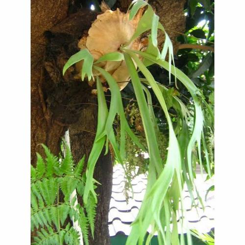 Jual tanaman hias tanduk rusa simbar menjangan - cadaka tanduk rusa ...